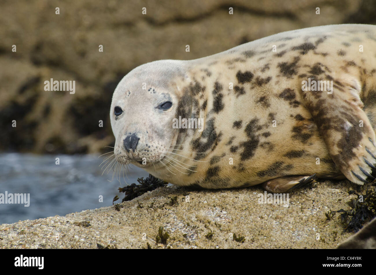 pale grey seal Stock Photo - Alamy
