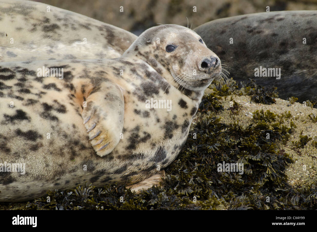 female grey seal Stock Photo - Alamy