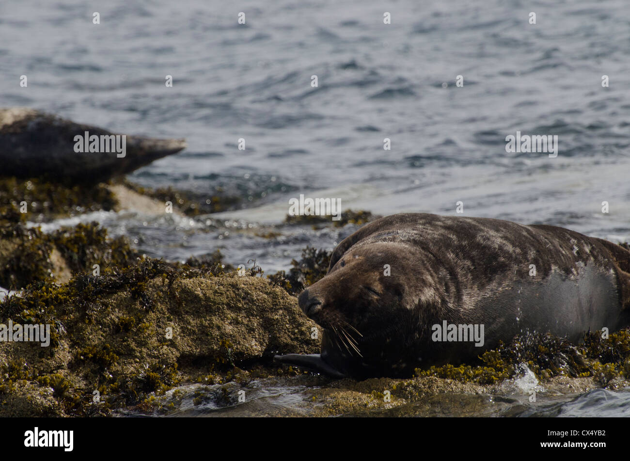 Sleeping on the rocks hi-res stock photography and images - Alamy