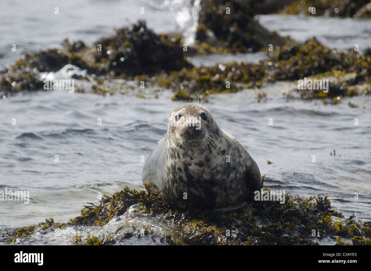 seal looking at the lens Stock Photo - Alamy