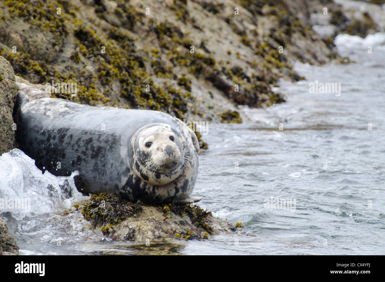 seal on rocks Stock Photo - Alamy