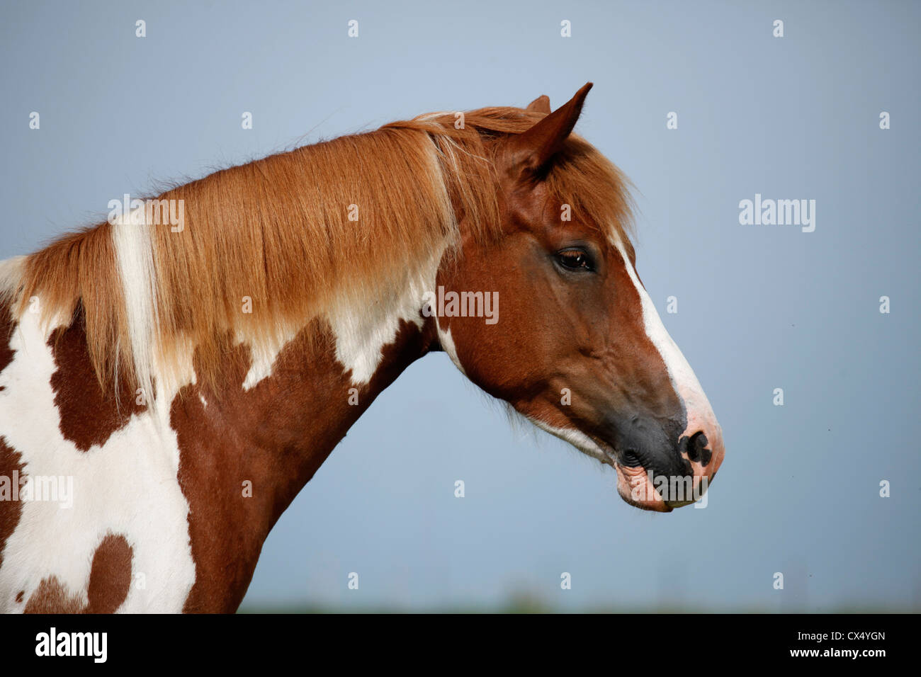 Cheval pinto hi-res stock photography and images - Alamy
