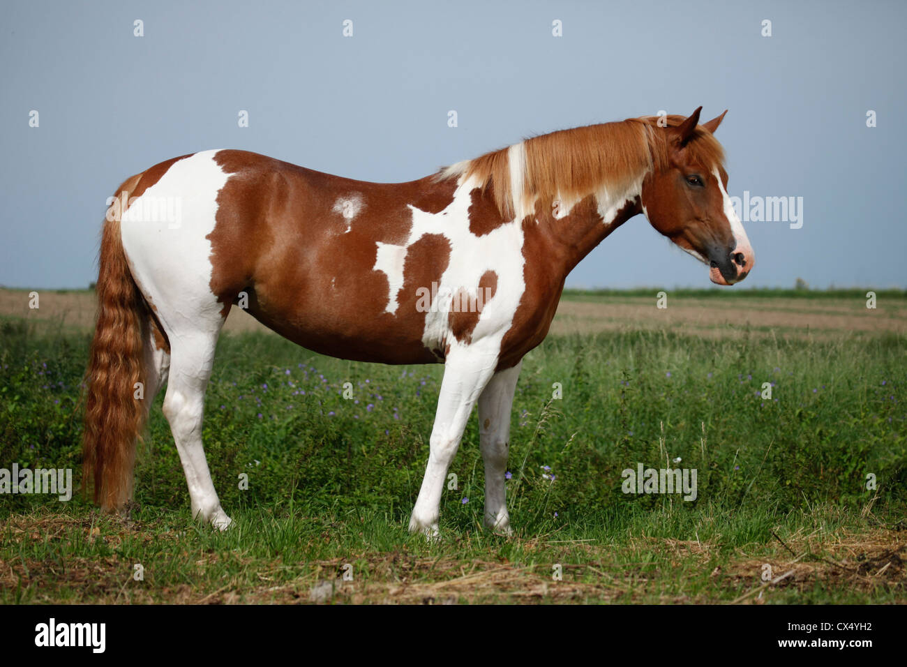 Sunny pinto hi-res stock photography and images - Alamy