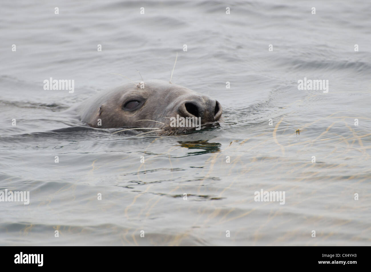 Seal surface hi-res stock photography and images - Alamy