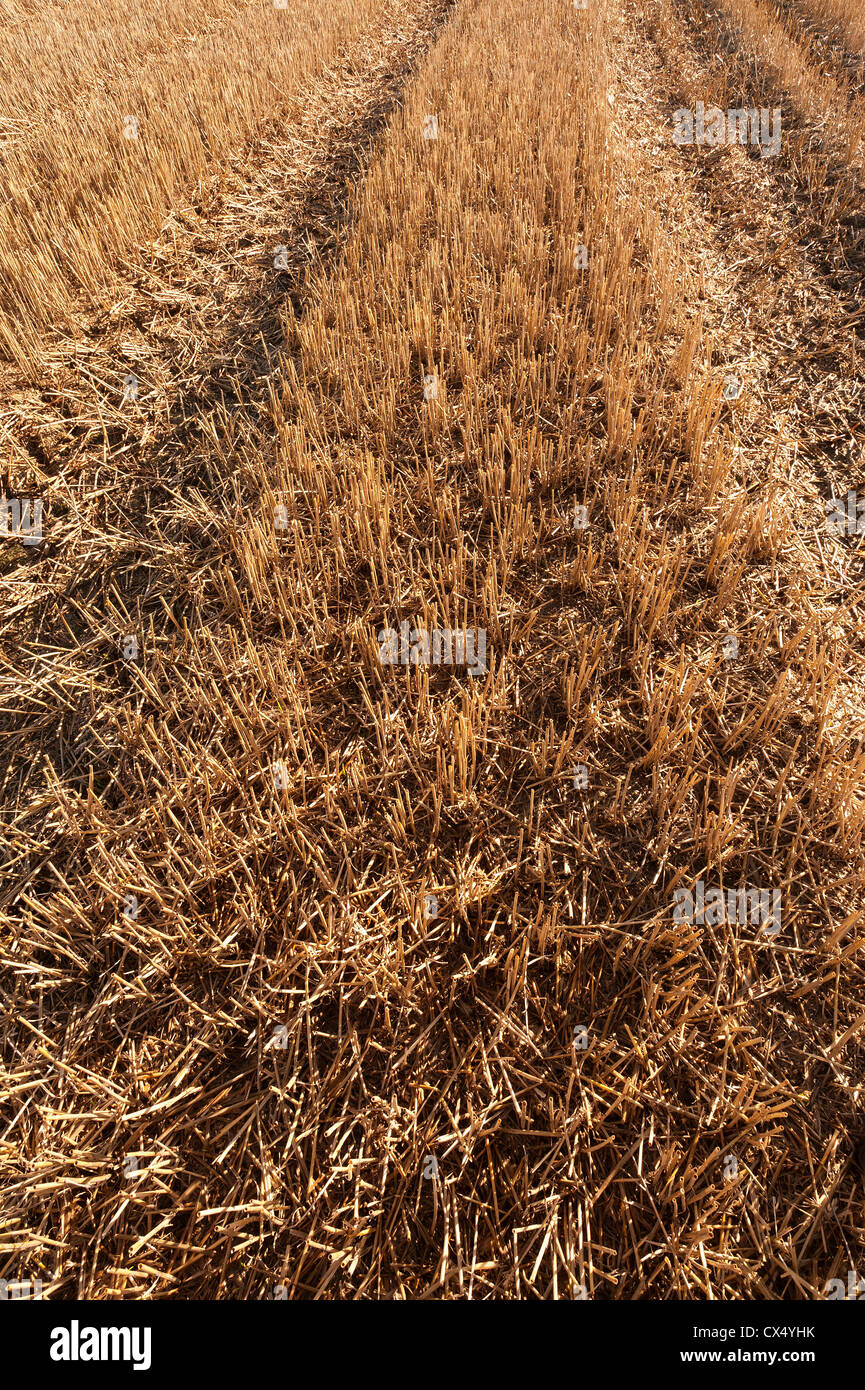 Lines of harvested stubble from cut wheat field grain crop harvest in ...