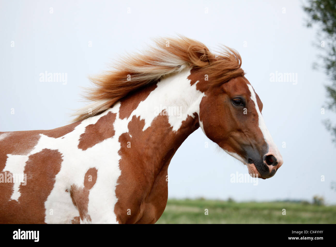 Pinto horses hi-res stock photography and images - Alamy