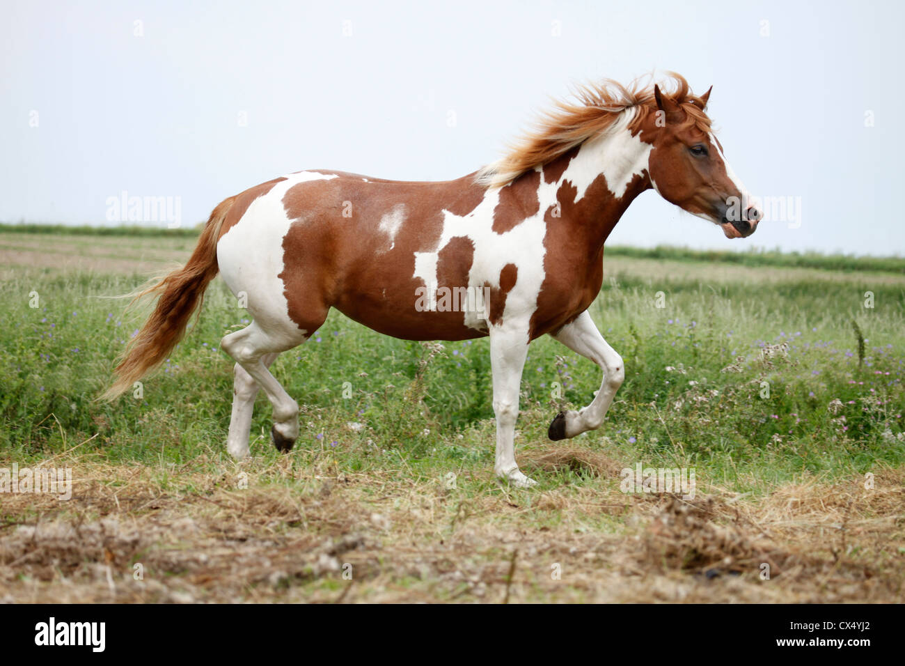 Pinto horse running meadow hi-res stock photography and images - Alamy