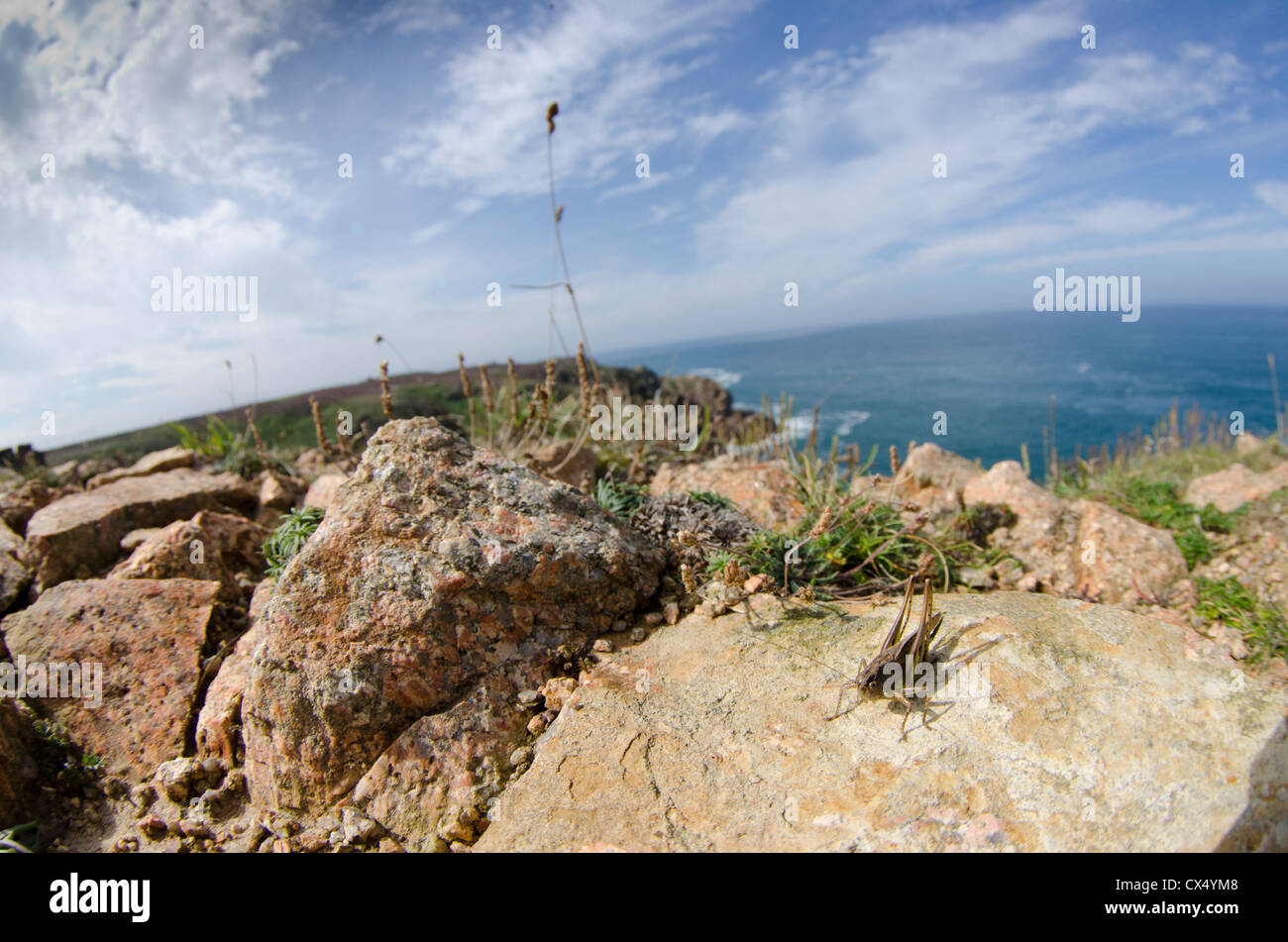 Bog bush cricket hi-res stock photography and images - Alamy