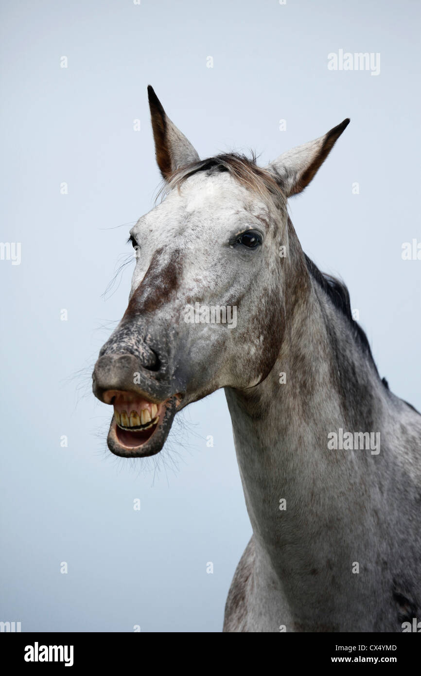 Funny smiling horse hi-res stock photography and images - Alamy