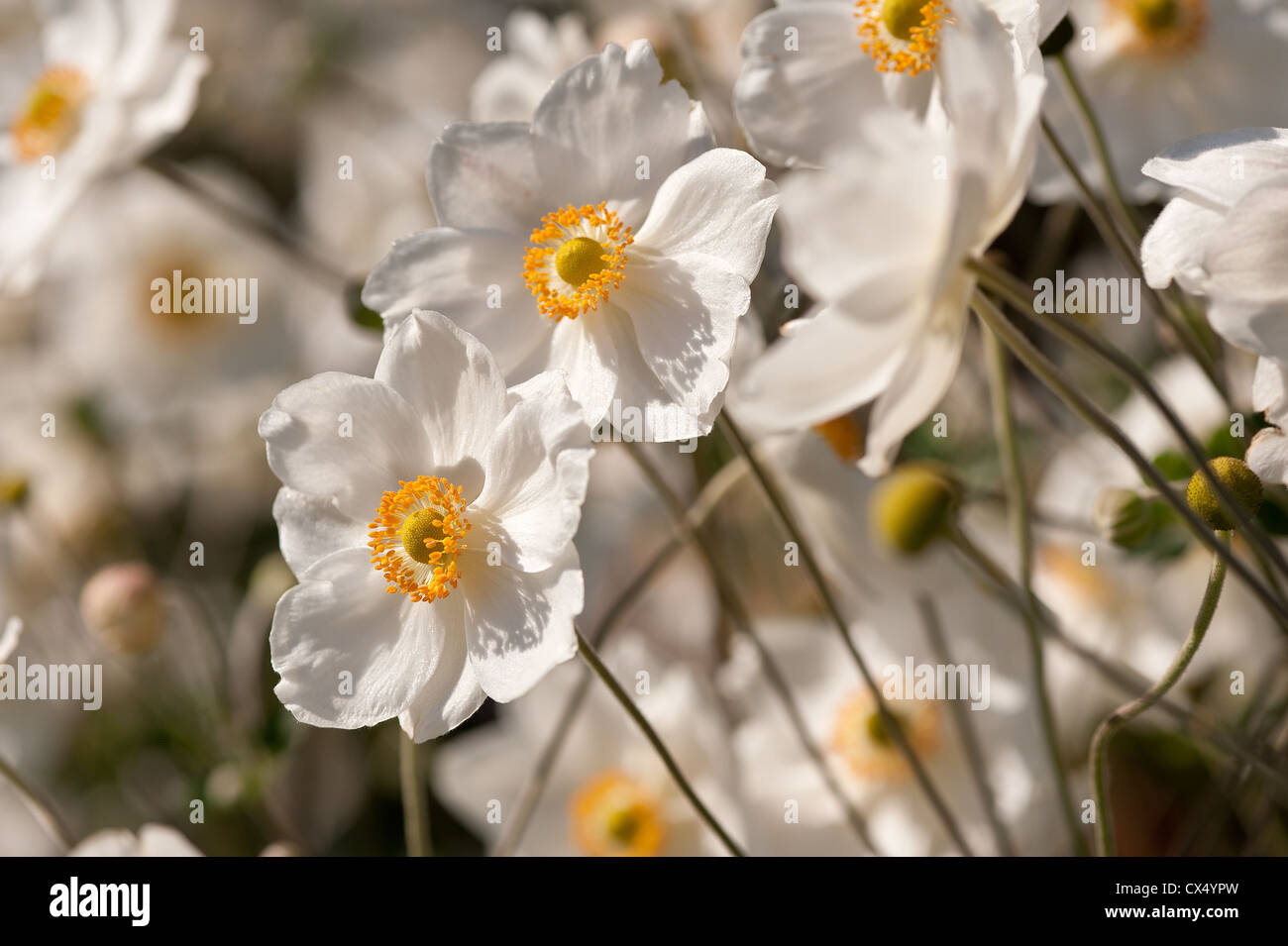 White Japanese Anemone flower known as Anemone hupehensis against blue ...