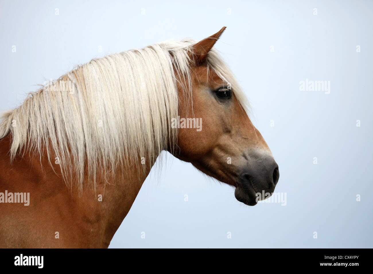 Single haflinger hi-res stock photography and images - Alamy