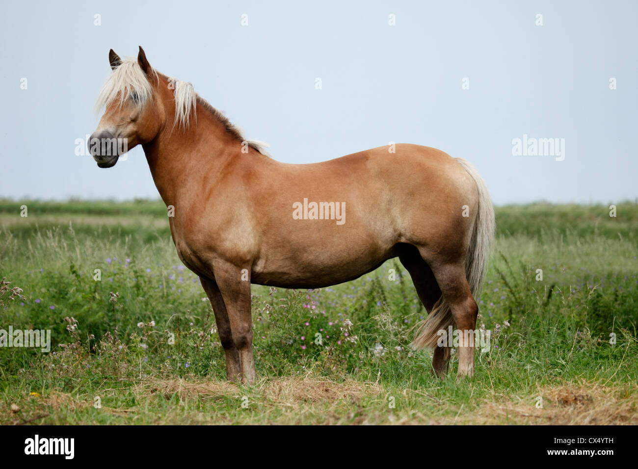 Single haflinger hi-res stock photography and images - Alamy