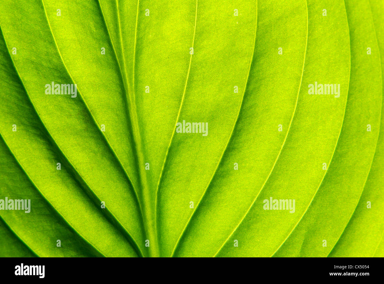 structure of leaf natural background Stock Photo - Alamy