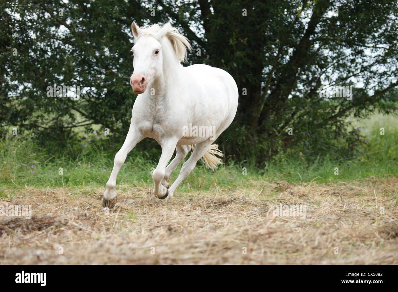 Grey horse galloping hi-res stock photography and images - Alamy