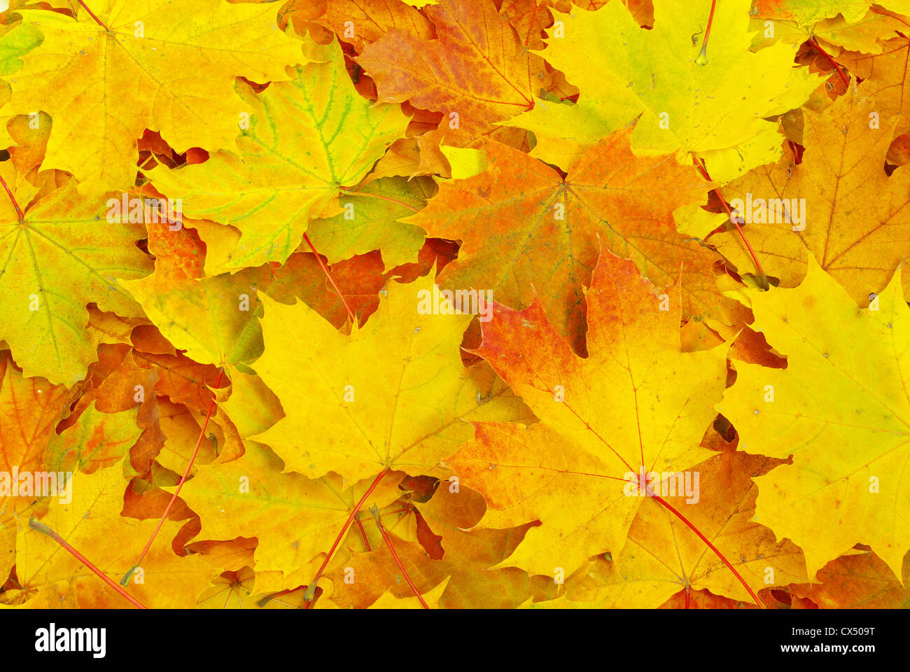 Texture of a maple leaf as background Stock Photo - Alamy