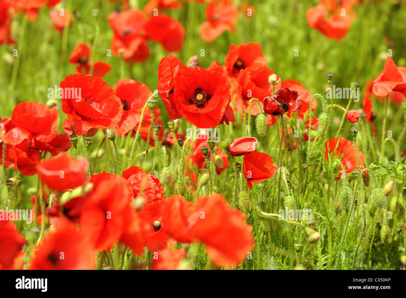 Brighton poppies hi-res stock photography and images - Alamy