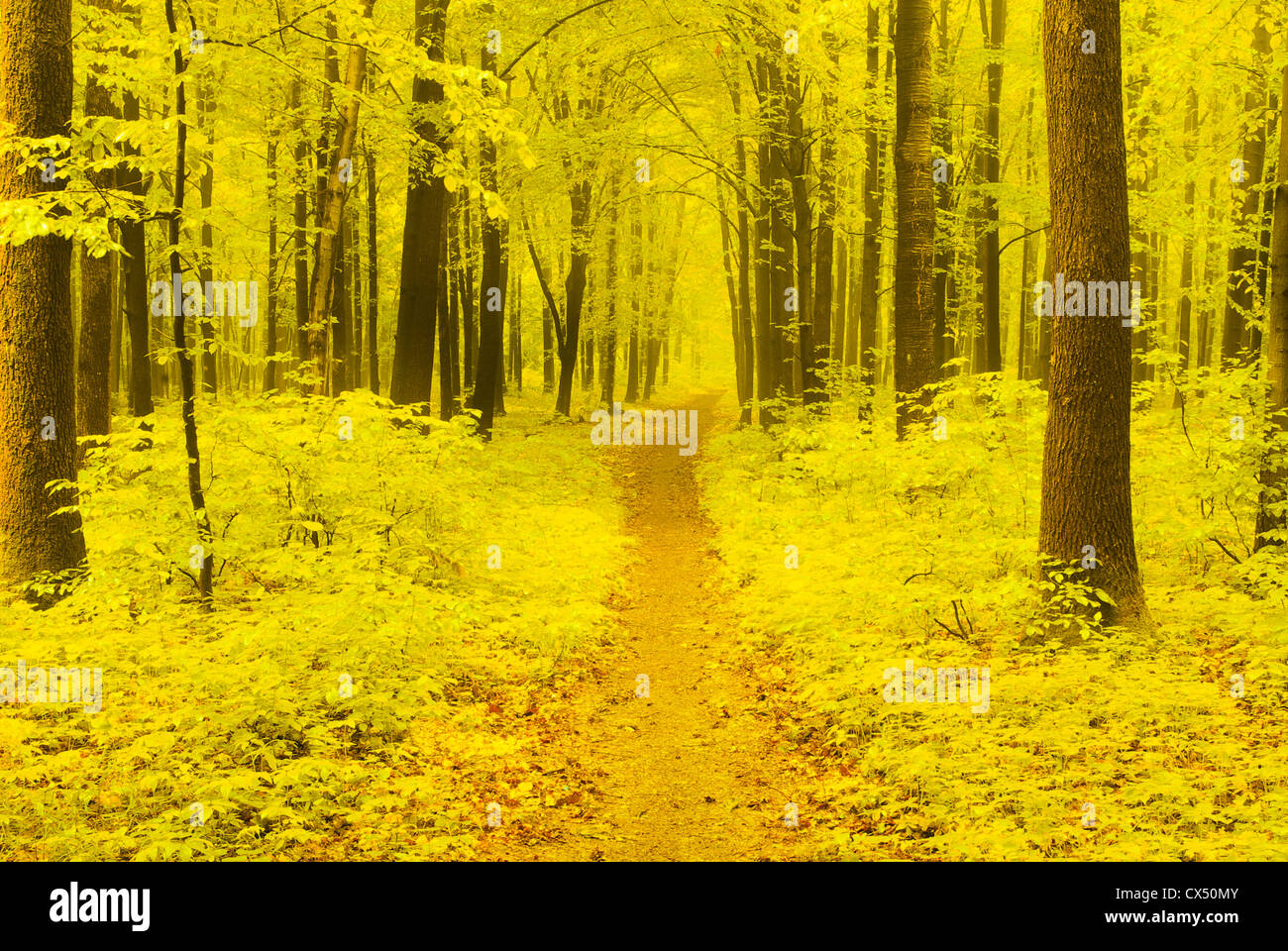 Illuminated pathway hi-res stock photography and images - Alamy