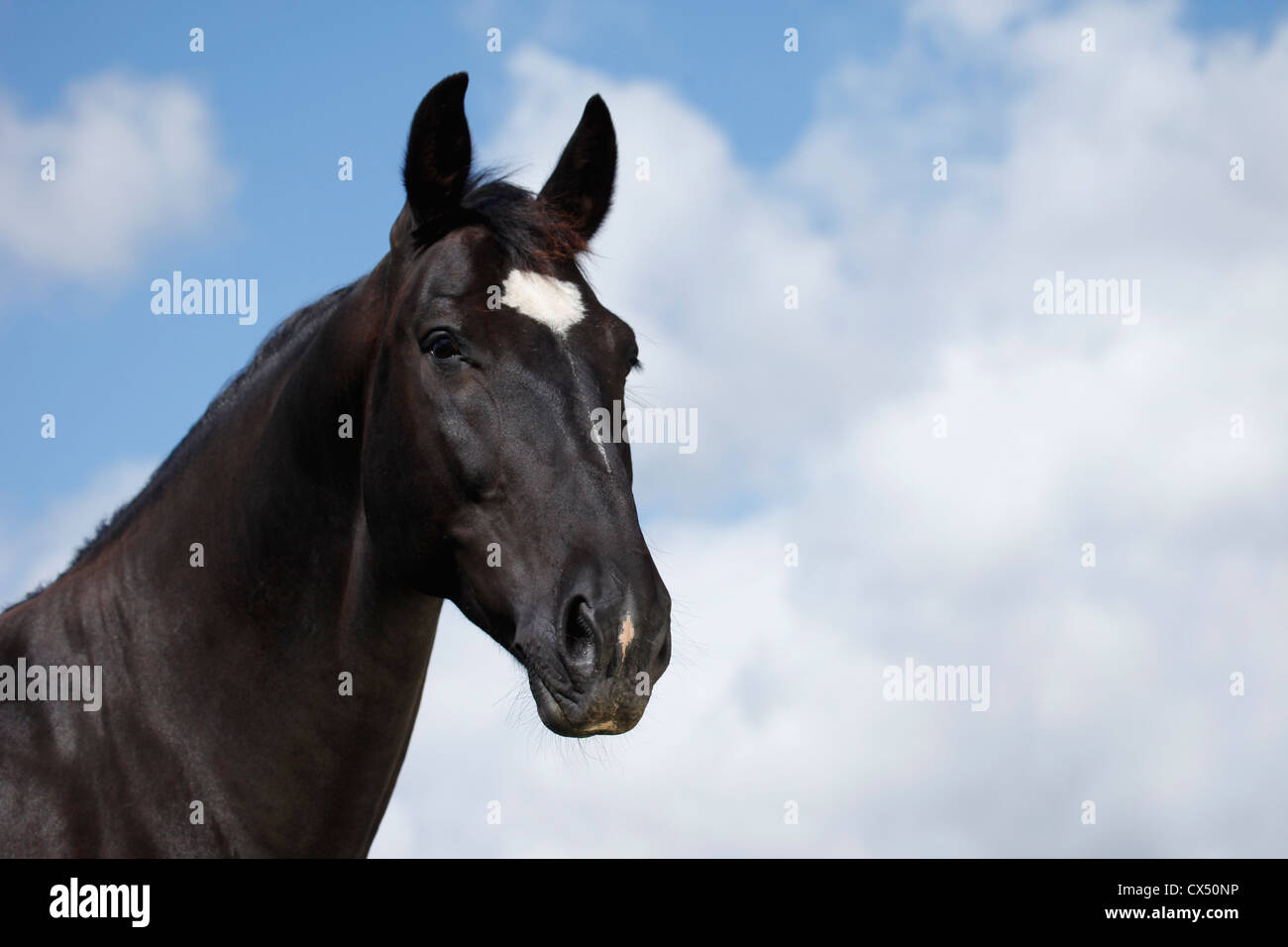 Horse head side view hi-res stock photography and images - Alamy
