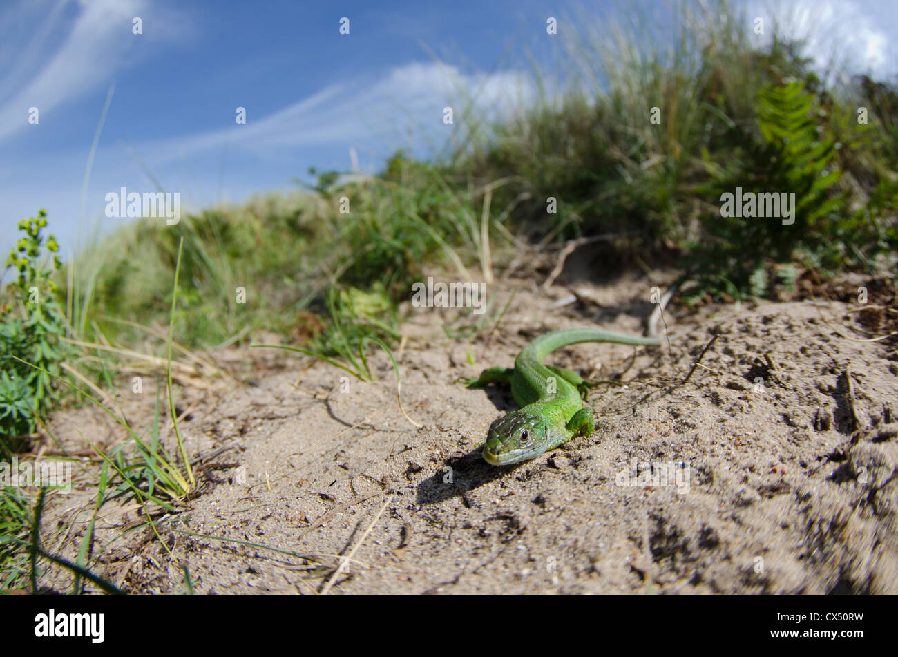 Wide angle of green lizard Stock Photo - Alamy