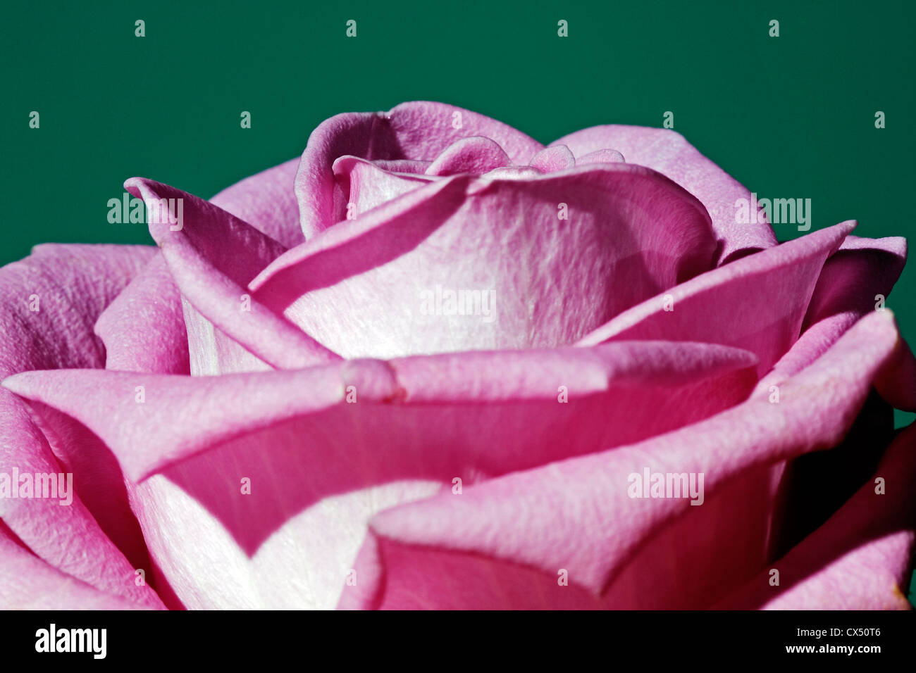 A closeup of a Rose flower Stock Photo - Alamy