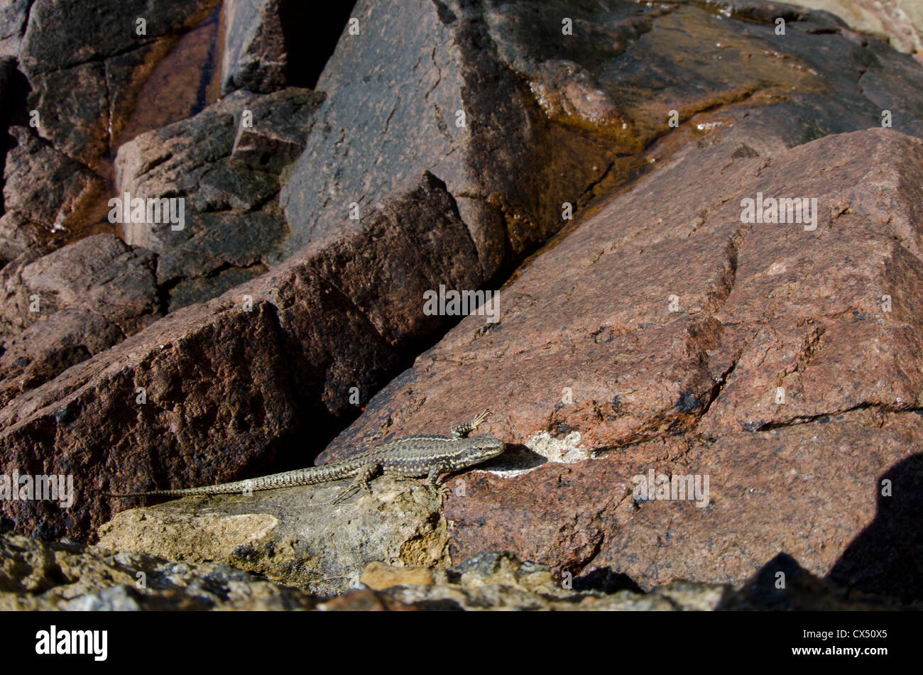 Jersey wall lizard hi-res stock photography and images - Alamy