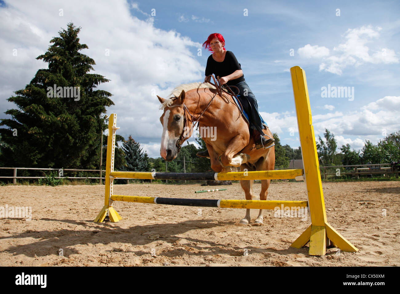 Haflinger Horse Jumping 14 14.3hh Haflinger Pony Club Ponies For