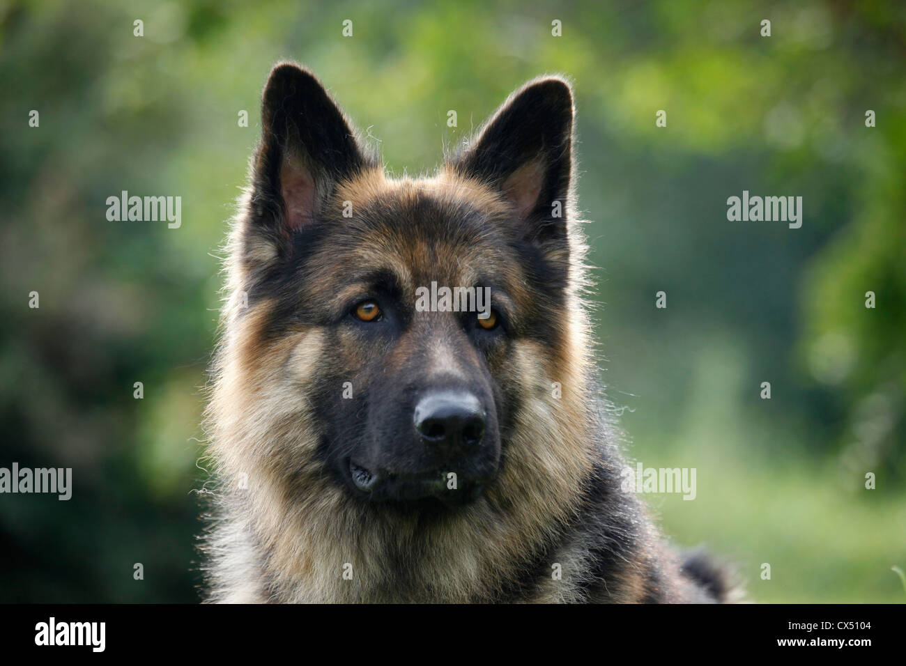 Old German Shepherd Stock Photo - Alamy