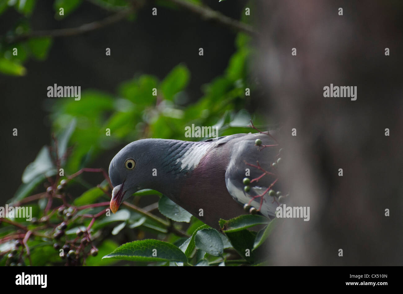 Pigeon bush hi-res stock photography and images - Alamy
