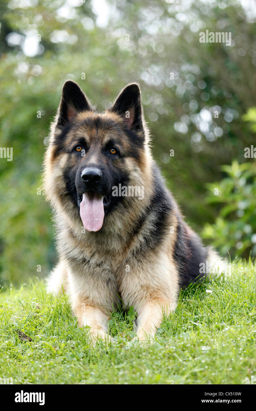Old German Shepherd Stock Photo - Alamy