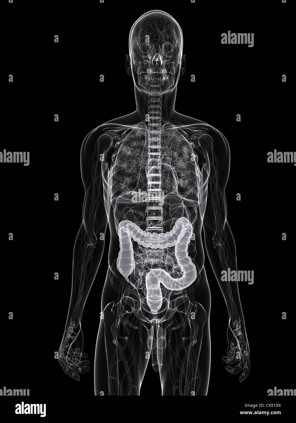 Human colon anatomy hi-res stock photography and images - Alamy