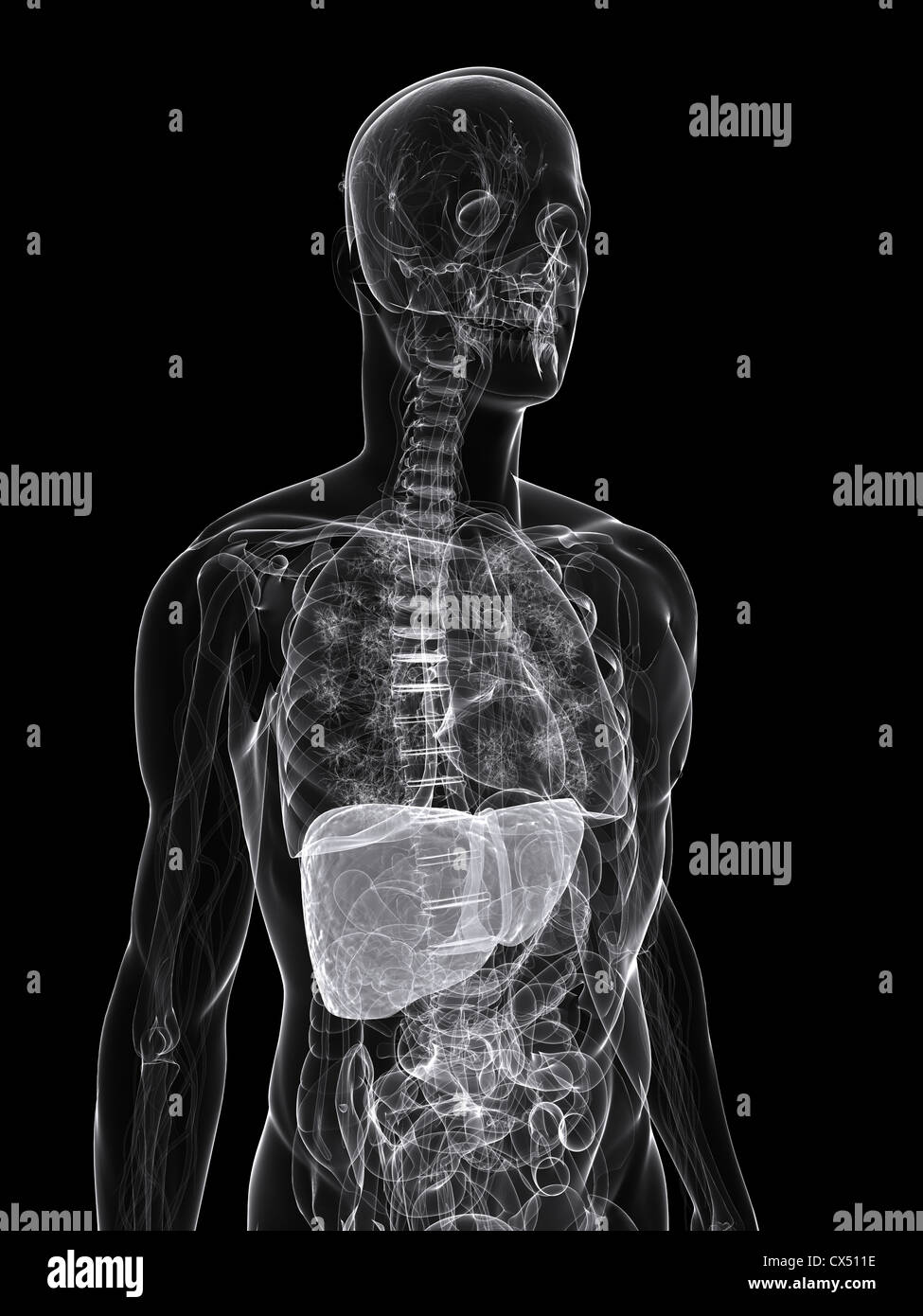Liver anatomy hi-res stock photography and images - Alamy