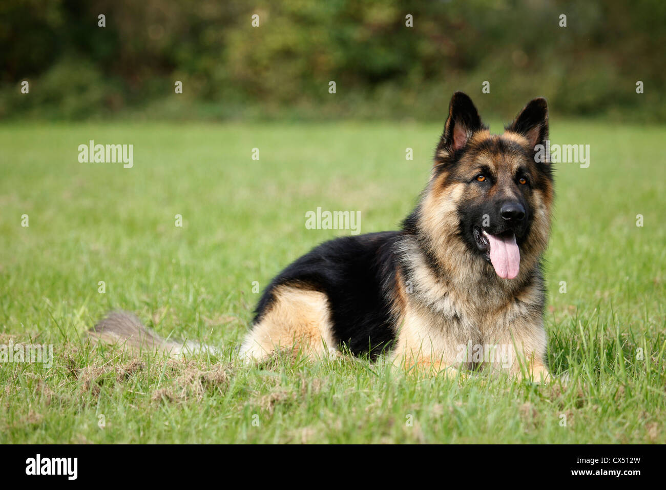 Old German Shepherd Stock Photo - Alamy