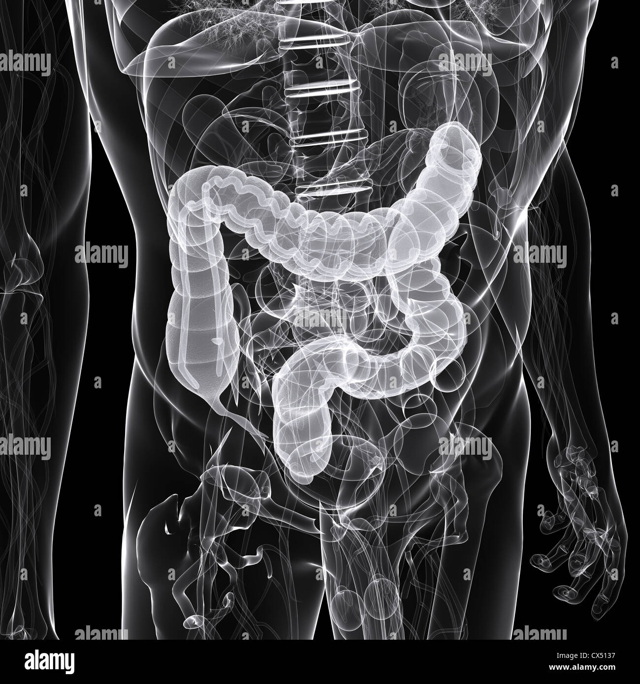 Human colon hi-res stock photography and images - Alamy