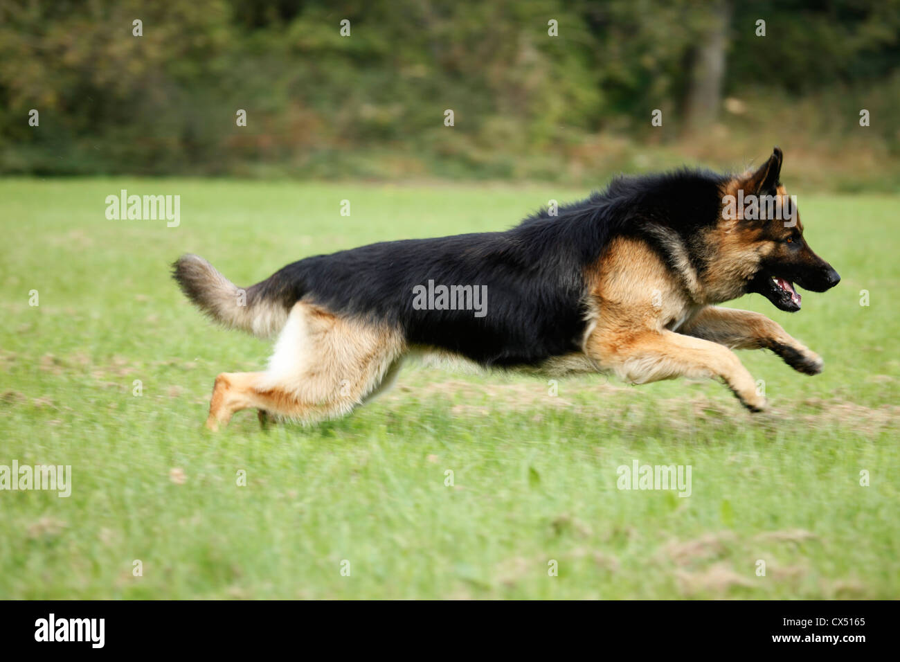 Old German Shepherd Stock Photo - Alamy