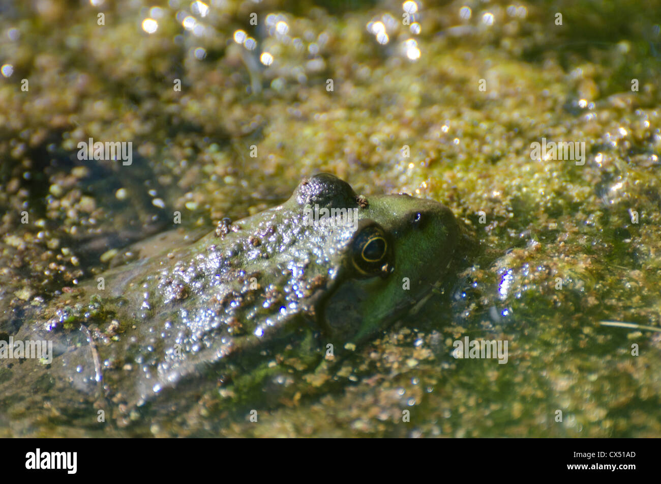 Pondlife frog hi-res stock photography and images - Alamy
