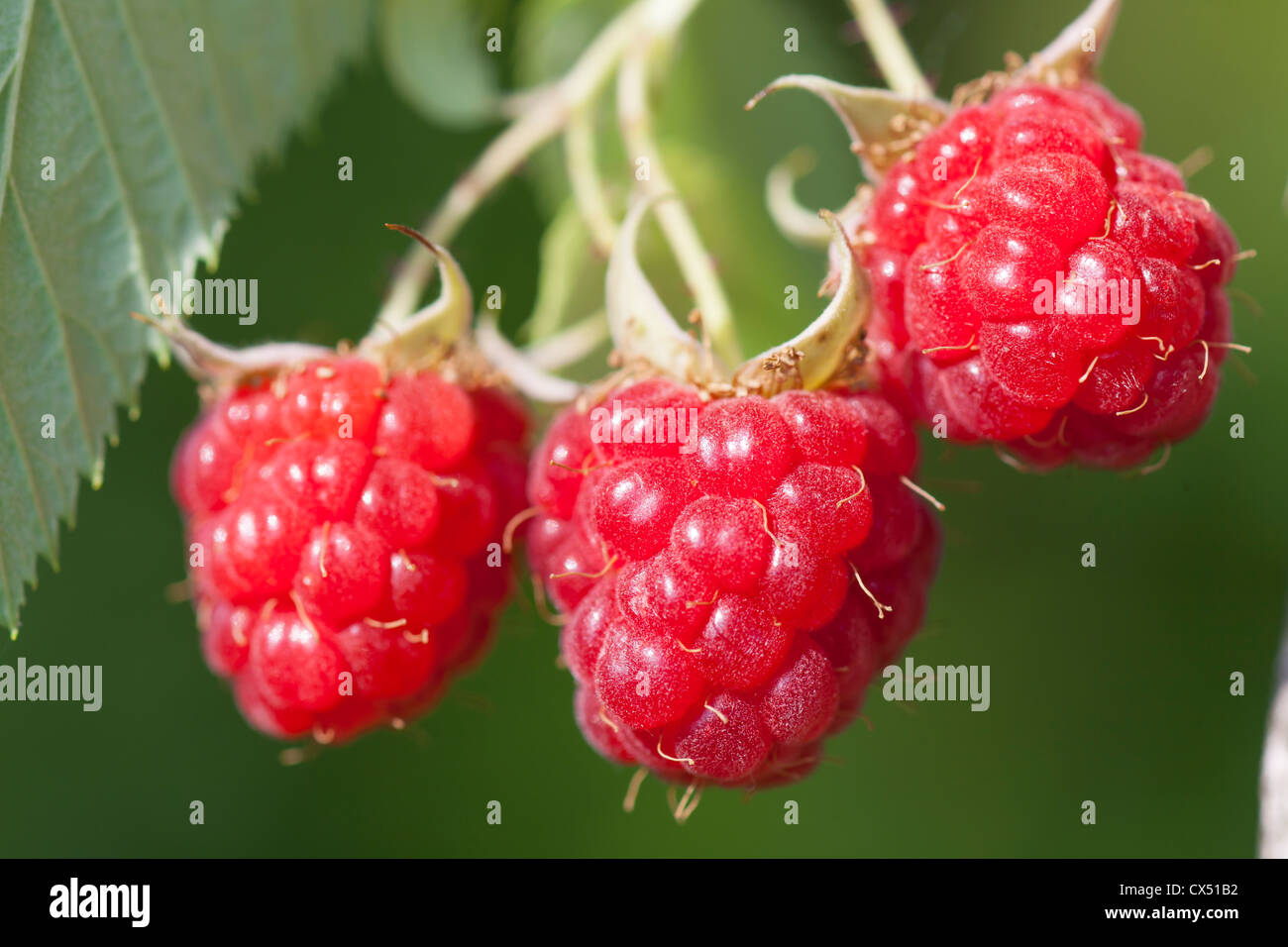 Fruit Raspberry on branch, green blurred background Stock Photo - Alamy
