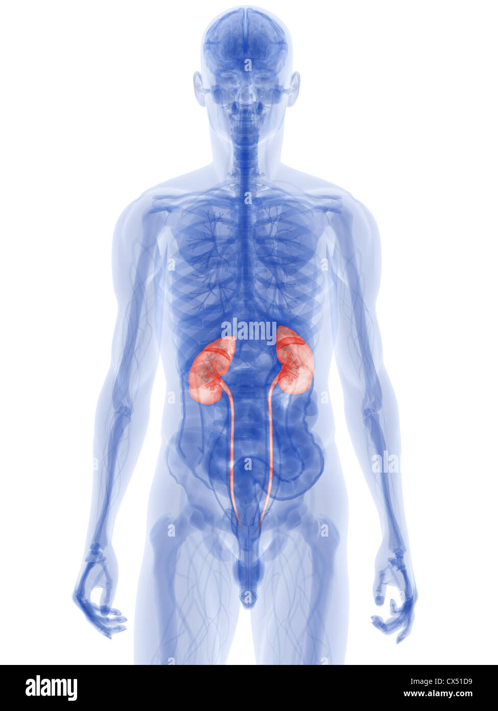 Kidneys and human and illustration hi-res stock photography and images ...