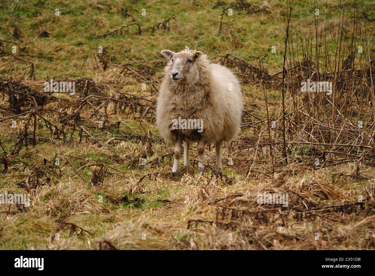 Muddy underside hi-res stock photography and images - Alamy