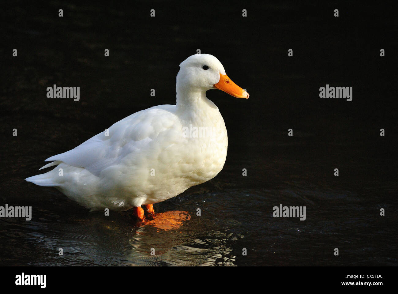 A single white duck stands alone in shallow water, viewed in profile ...