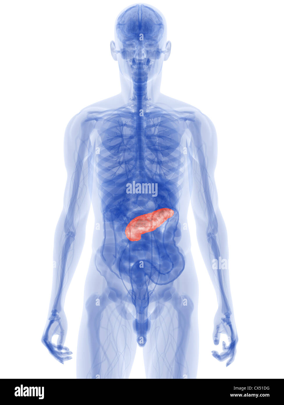 Pancreas illustration hi-res stock photography and images - Alamy