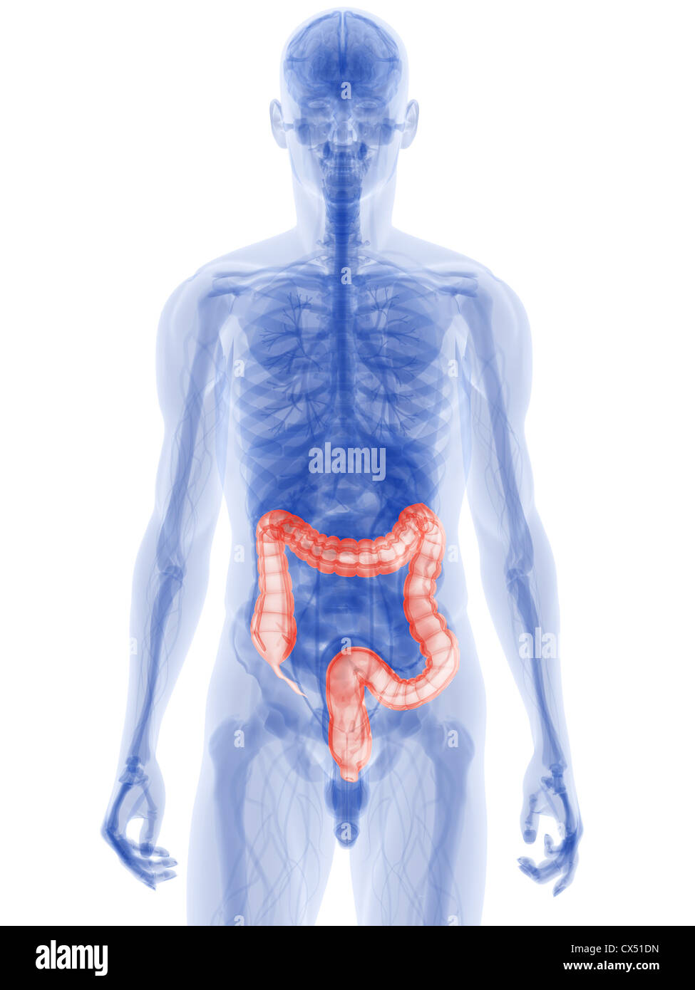 Human colon anatomy hi-res stock photography and images - Alamy