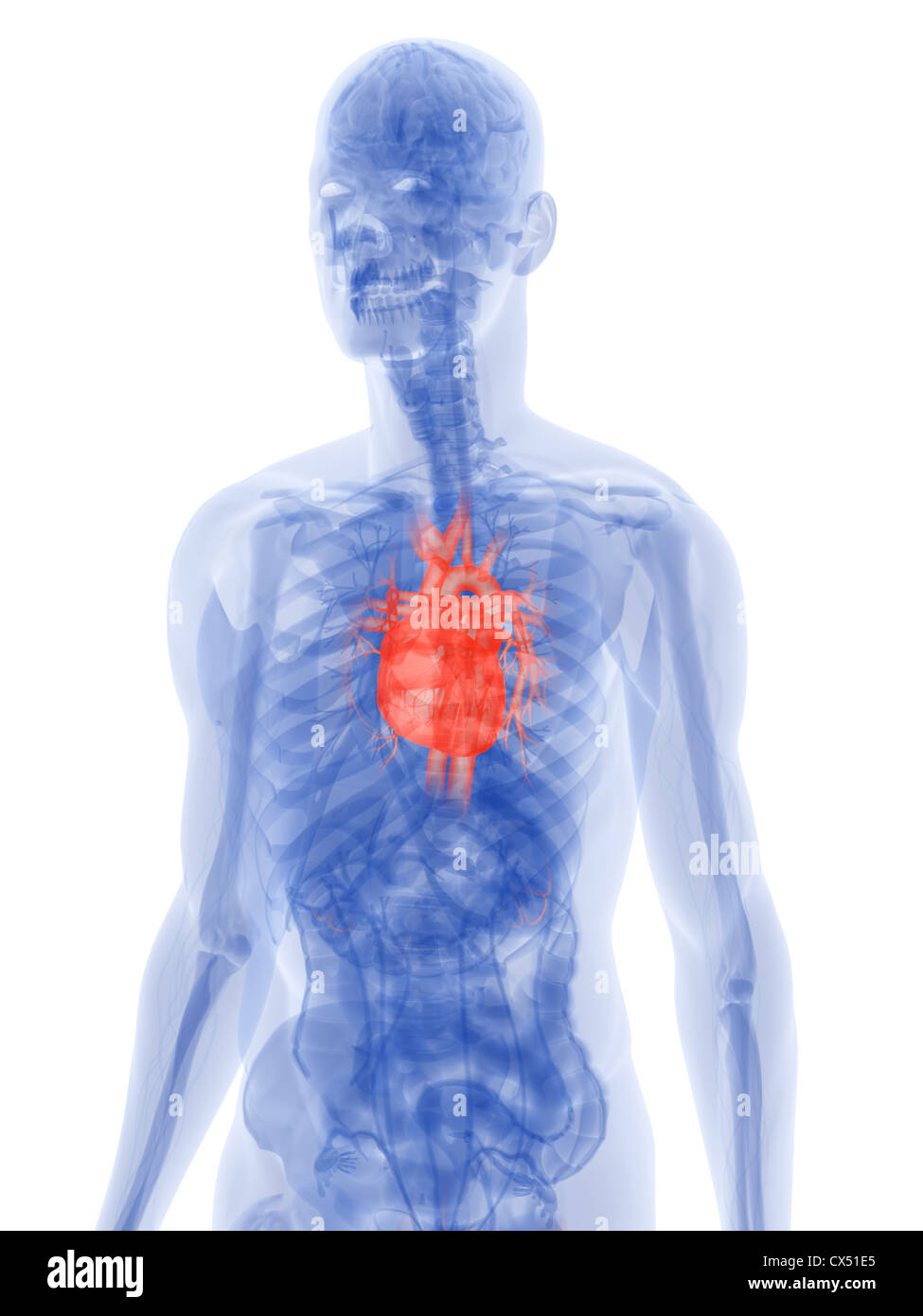 Heart hi-res stock photography and images - Alamy