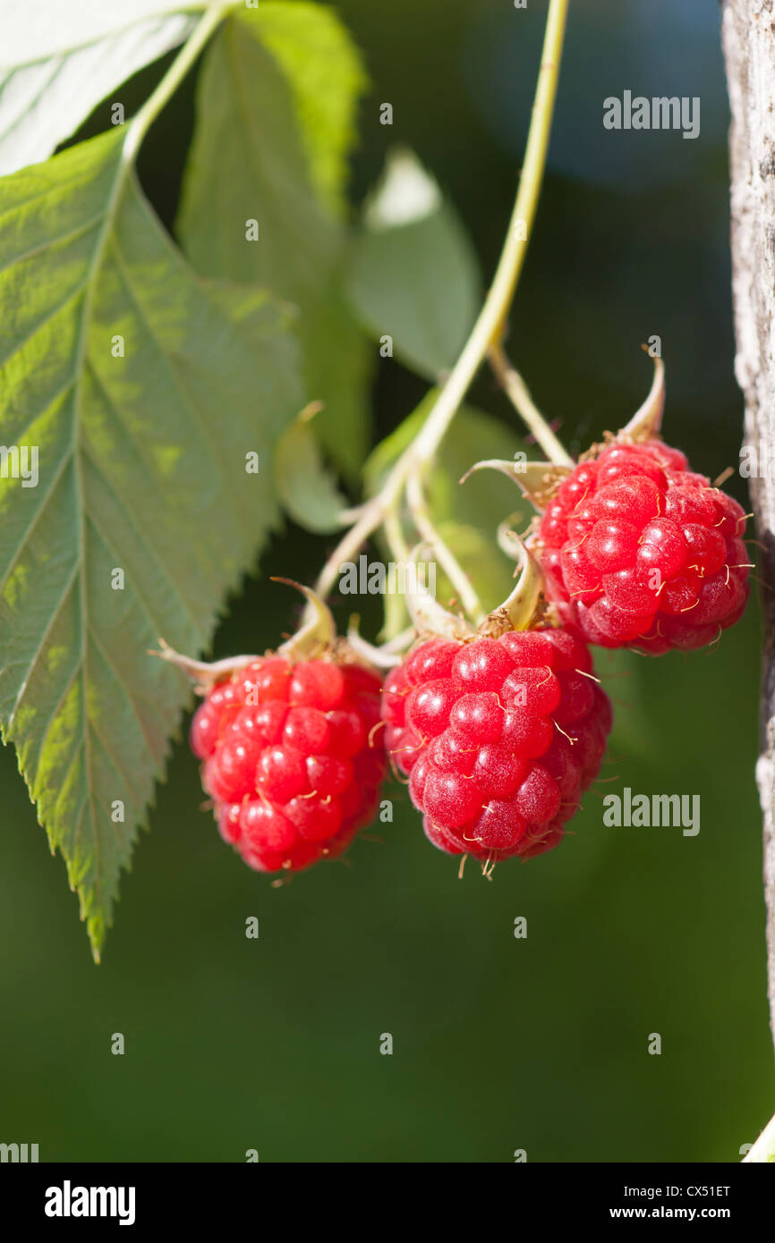 Fruit Raspberry on branch, green blurred background Stock Photo - Alamy