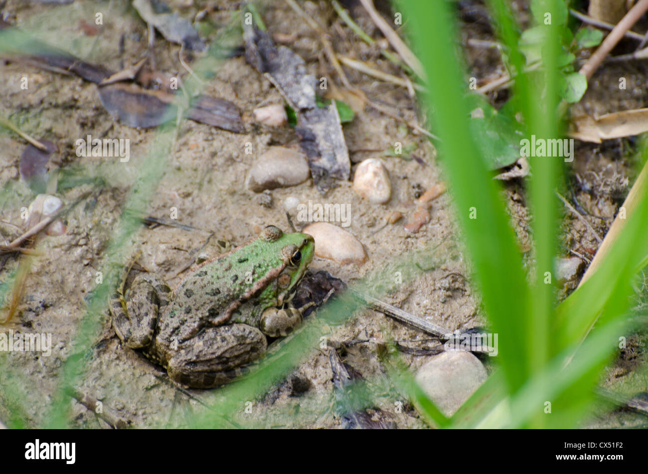 Marsh frog - Pelophylax ridibundus Stock Photo - Alamy