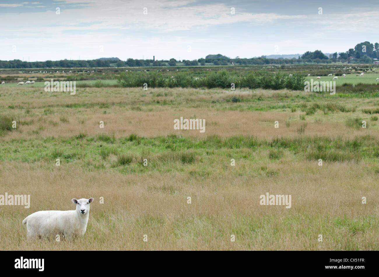 Romney marsh sheep hi-res stock photography and images - Alamy