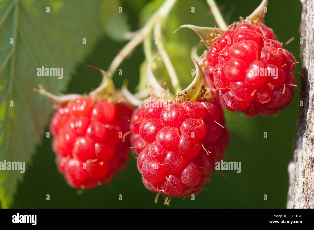 Fruit Raspberry on branch, green blurred background Stock Photo - Alamy
