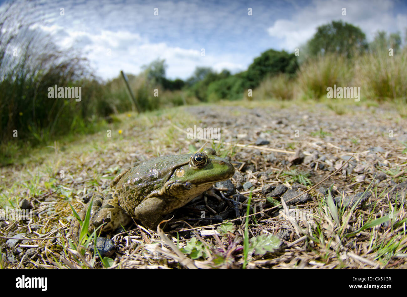 Frog angle hi-res stock photography and images - Alamy
