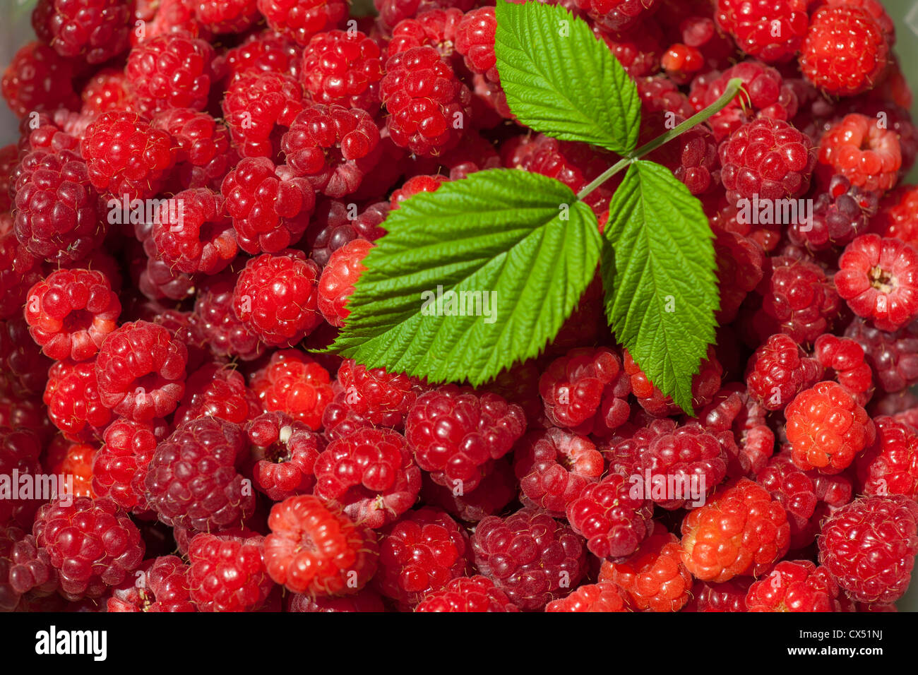 Red Fruit Raspberry background, macro shot Stock Photo - Alamy