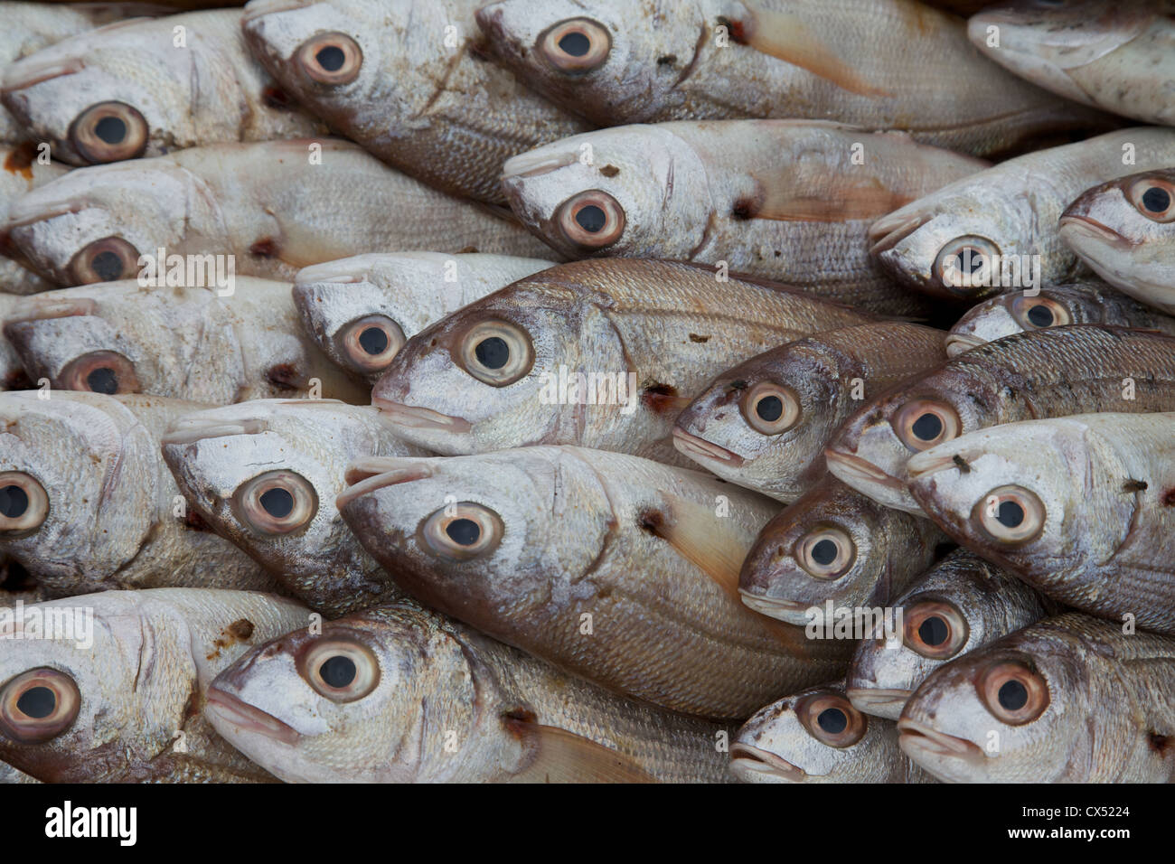 Fish in Oualidia, Morocco, North Africa Stock Photo - Alamy