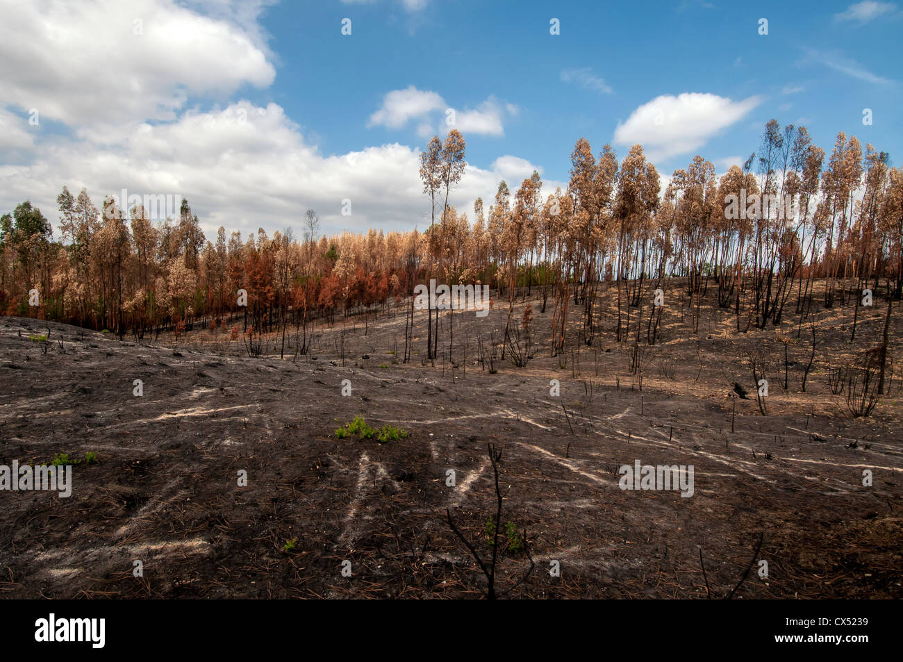 Burned forest after a huge fire in Portugal Stock Photo - Alamy